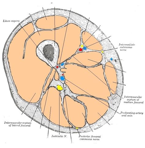 Cross Section Medial Thigh Diagram Quizlet