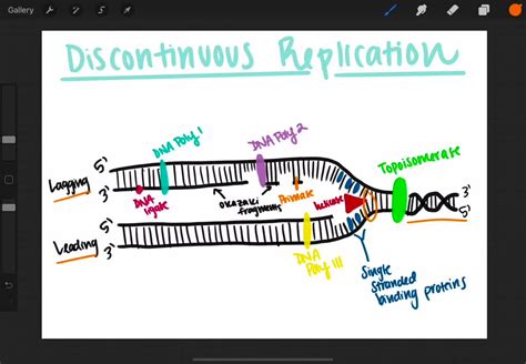 Solved Explain Why Half Of Dna Is Replicated In A Discontinuous Fashion