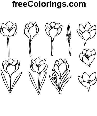 Ritning Linje Konst Krokusar Blomma Gratis utskrivbara målarbok