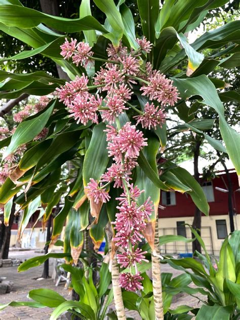 Dracaena Fragrans Massangeana Flower Blossom In Nature Blossom Flower