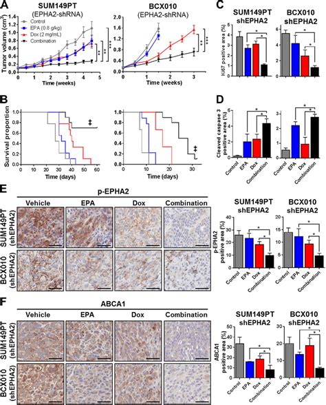 Inhibition Of EPHA2 Acts Synergistically With EPA Against TNBC Tumor