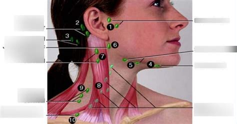 Regional Lymphatics Diagram Quizlet