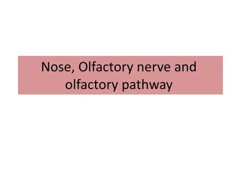 PPT Nose Olfactory Nerve And Olfactory Pathway PowerPoint