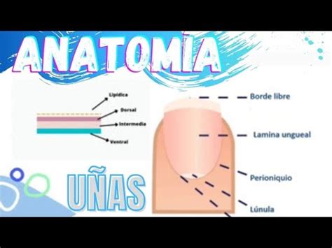 N1 Master class Anatomía y Patologías de las uñas completo YouTube