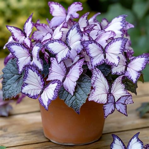 The Enchanting Begonia Moonlight Butterfly Your Ultimate Care And