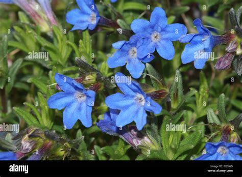 Lithodora Diffusa Heavenly Blue Stock Photo Alamy