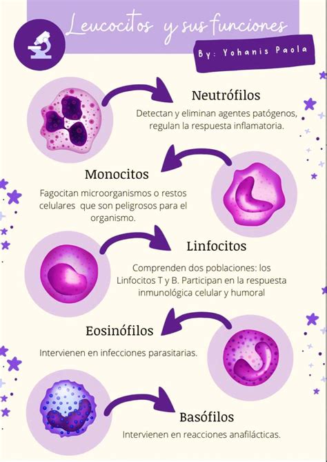 Qué Son Los Glóbulos Blancos O Leucocitos Definición 50 OFF