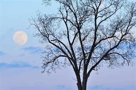 Moon Tree Stock Photos Free Royalty Free Stock Photos From