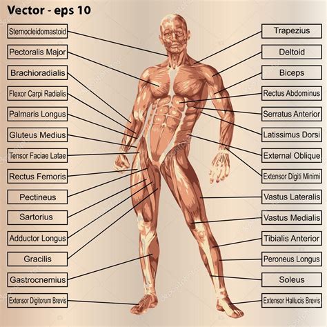 Human Male Anatomy With Muscles Stock Vector Design36 84380500