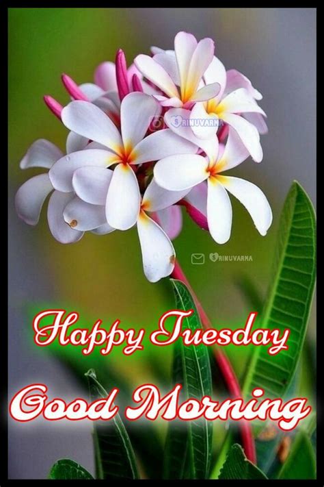 Pin By Rommie Eijkelboom On Happy Tuesday In Happy Tuesday Good