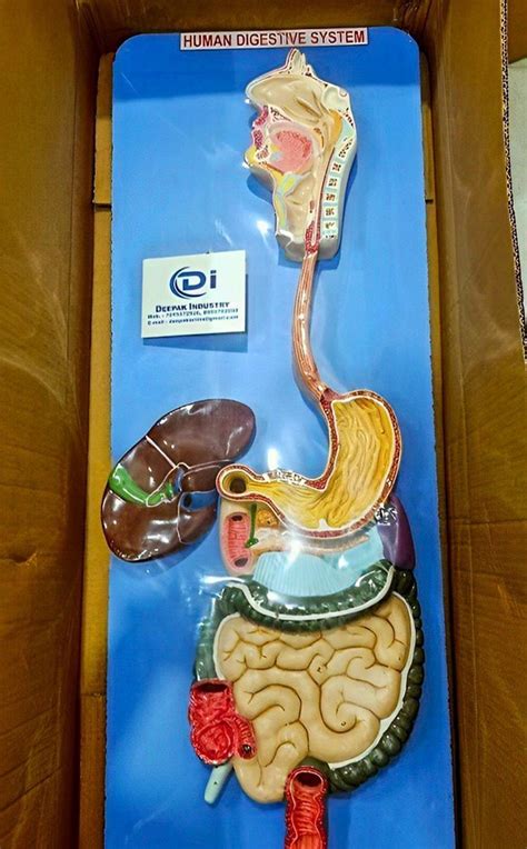 Human Digestive System Model At Rs 4500 AMBALA CANTT Ambala ID