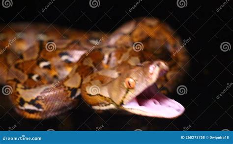 Reticulated Python Malayopython Reticulatus Snake Isolated On Black