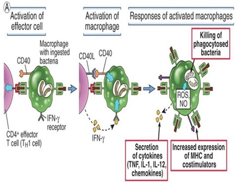 Immune Response To Infections Immunodeficiency Cell To Cell