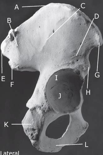 Pelvic Osteology Flashcards Quizlet