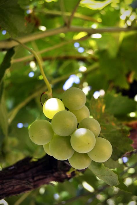 Uvas Palomo Mensajero Flickr