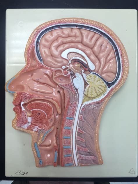 Bio Respiratory System Anatomy Head And Neck Diagram Quizlet