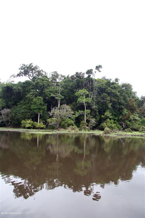 Tropical Rainforest In Gabon