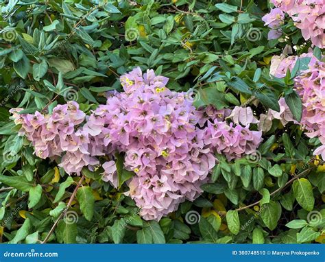 Bougainvillea Naked Or Bougainvillea Glabra Tall Shrub Up To Five