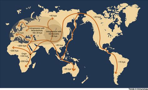 Impact Of Historic Migrations And Evolutionary Processes On Human