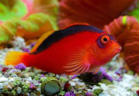10 Easy Saltwater Fish For Beginners To Take Care Of The Aquarium Club