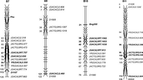 distribution of inter simple sequence repeat issr markers among download scientific diagram