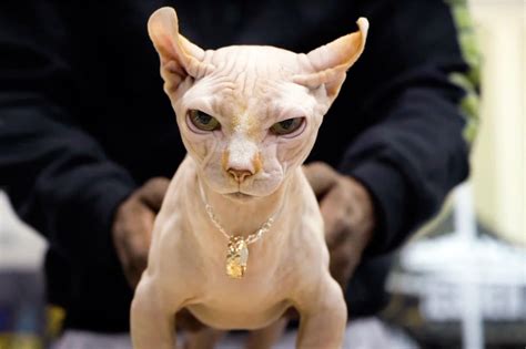 Not Cias Conhe A O Bully Cat A Ra A Felina Condenada Pelos