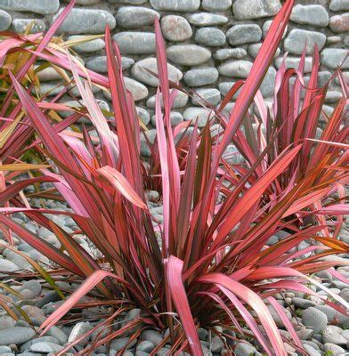 Phormium Tenax Hybrid Aka New Zealand Flax Evening Glow Hardy To