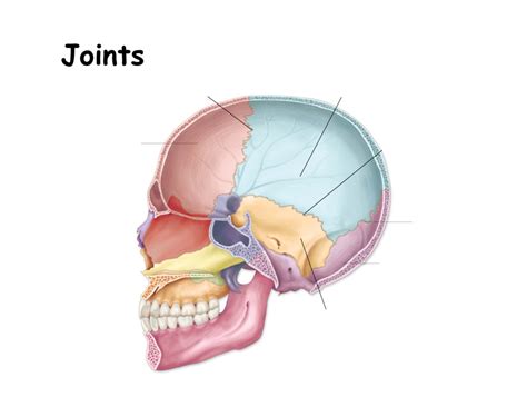 W Joints Sutures Diagram Quizlet
