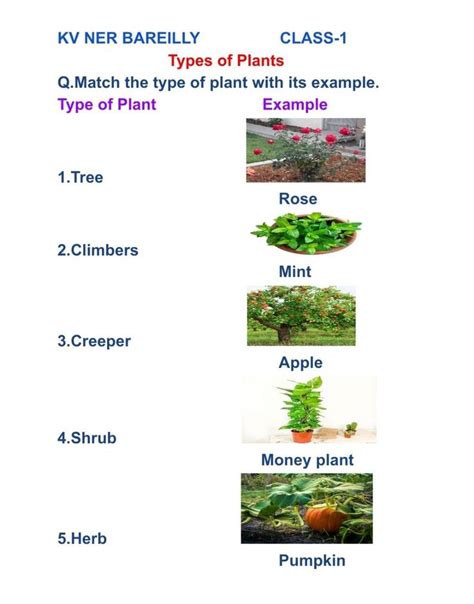 The Four Types Of Plants Are Shown In This Chart Which One Is For Each