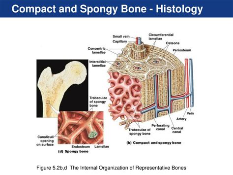 Histology Of Spongy Bone