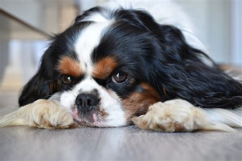 Les 5 Races De Petits Chiens Les Plus Calmes