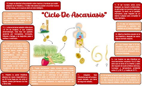Ciclo de Ascariasis parasitología L Ciclo De Ascariasis 9