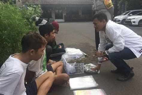 Polisi Temukan Kebun Ganja Dalam Rumah Di Malang Jawa Pos