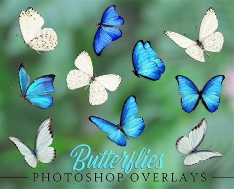 Butterflies Overlay Photoshop Overlays For Photoshop Etsy