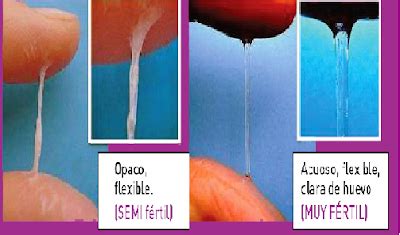 Tipos De Moco Cervical