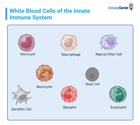 Innate Immunity The Body S First Line Of Defence Assay Genie