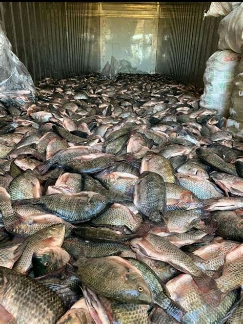 All Things Kariba On Twitter RT Permafisheries For All Your