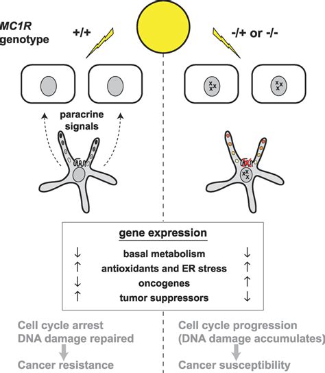 Model Of MC1R Dependent Protective Mechanisms Against UVB Radiation In