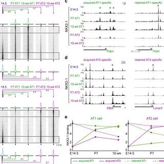 Nkx Binds Chromatin In A Cell Type Specific Manner A Genetic