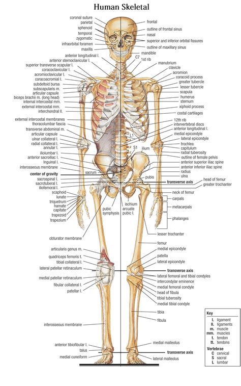 Bones In The Human Body Human Body Bones Name