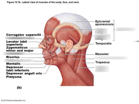 Muscles Of Head And Neck Diagram Diagram Quizlet