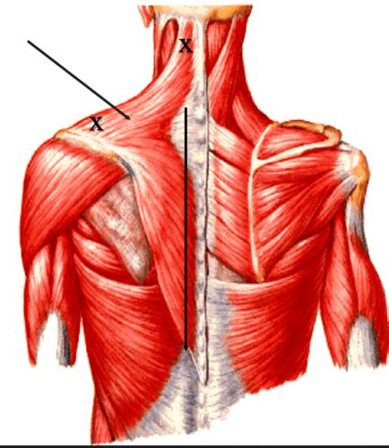 Daa Week Muscles Of The Superficial Back Thorax Pectoral