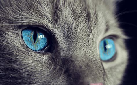Descubre las 15 razas de gatos más exóticas y sorprendentes del mundo
