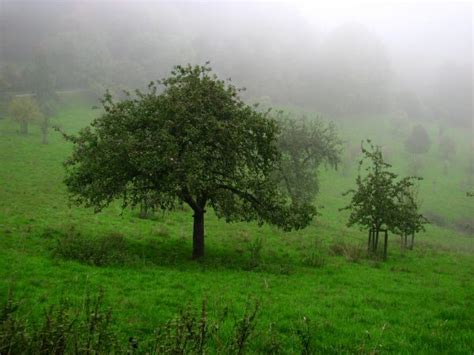 Free Images Landscape Tree Nature Forest Light Fog Road