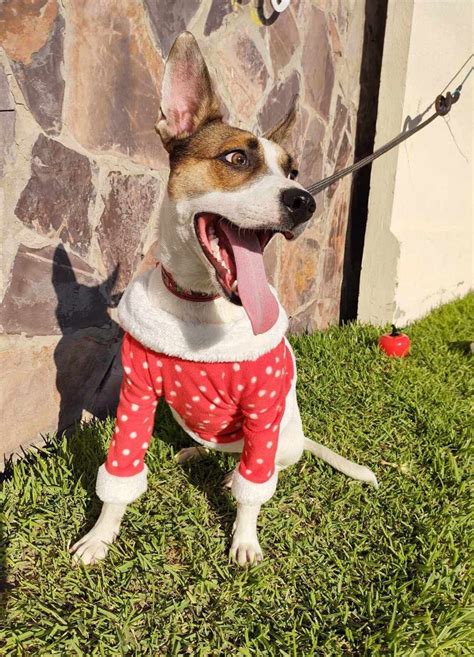 Adopt Bonnie Today Pets Thecountyoffice