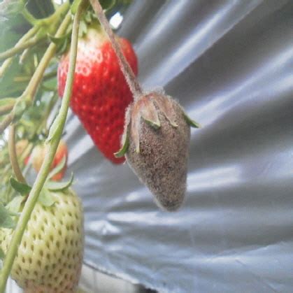 Strawberry Object Detection Dataset And Pre Trained Model By Yau Hin Siu