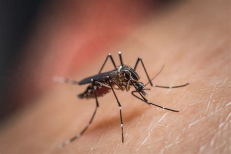 Aedes Aegypti Qué características tiene y cómo transmite el dengue
