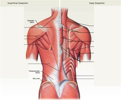 Vertebral Column Diagram Quizlet