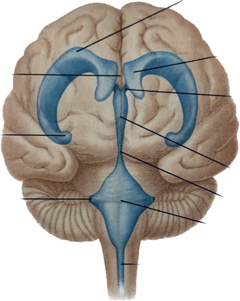 Brain Cerebrospinal Fluid Diagram Quizlet