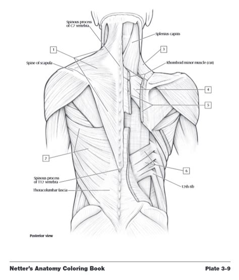 Dibujos De Netter Anatomia Para Colorear Vsun